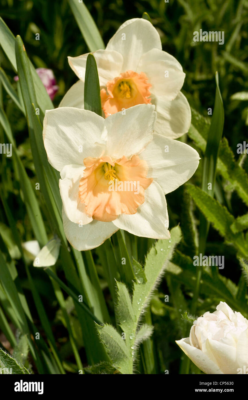 Two white pale orange Long Cup Daffodils Stock Photo - Alamy