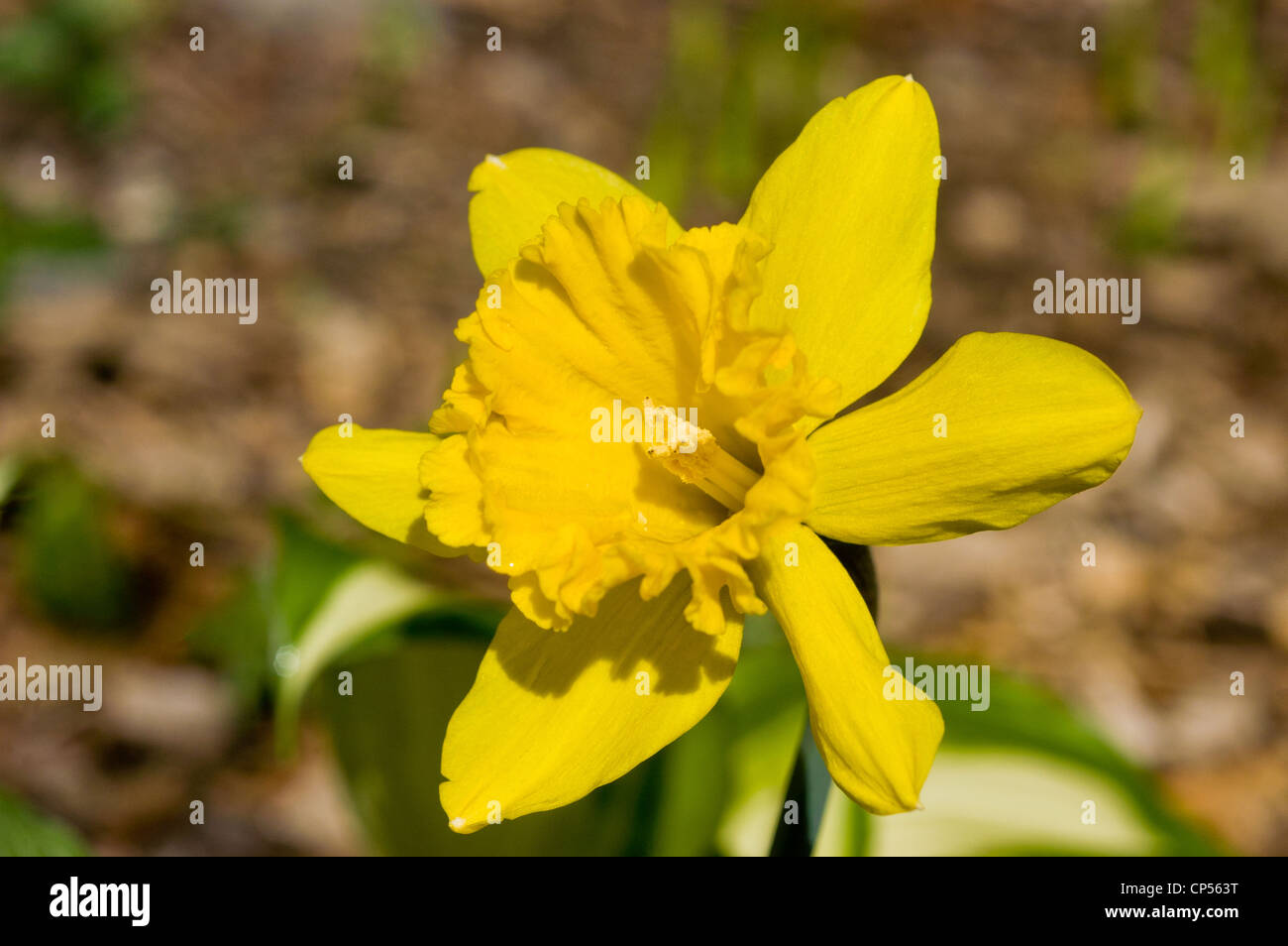 One yellow Long Cup daffodil close up Stock Photo - Alamy