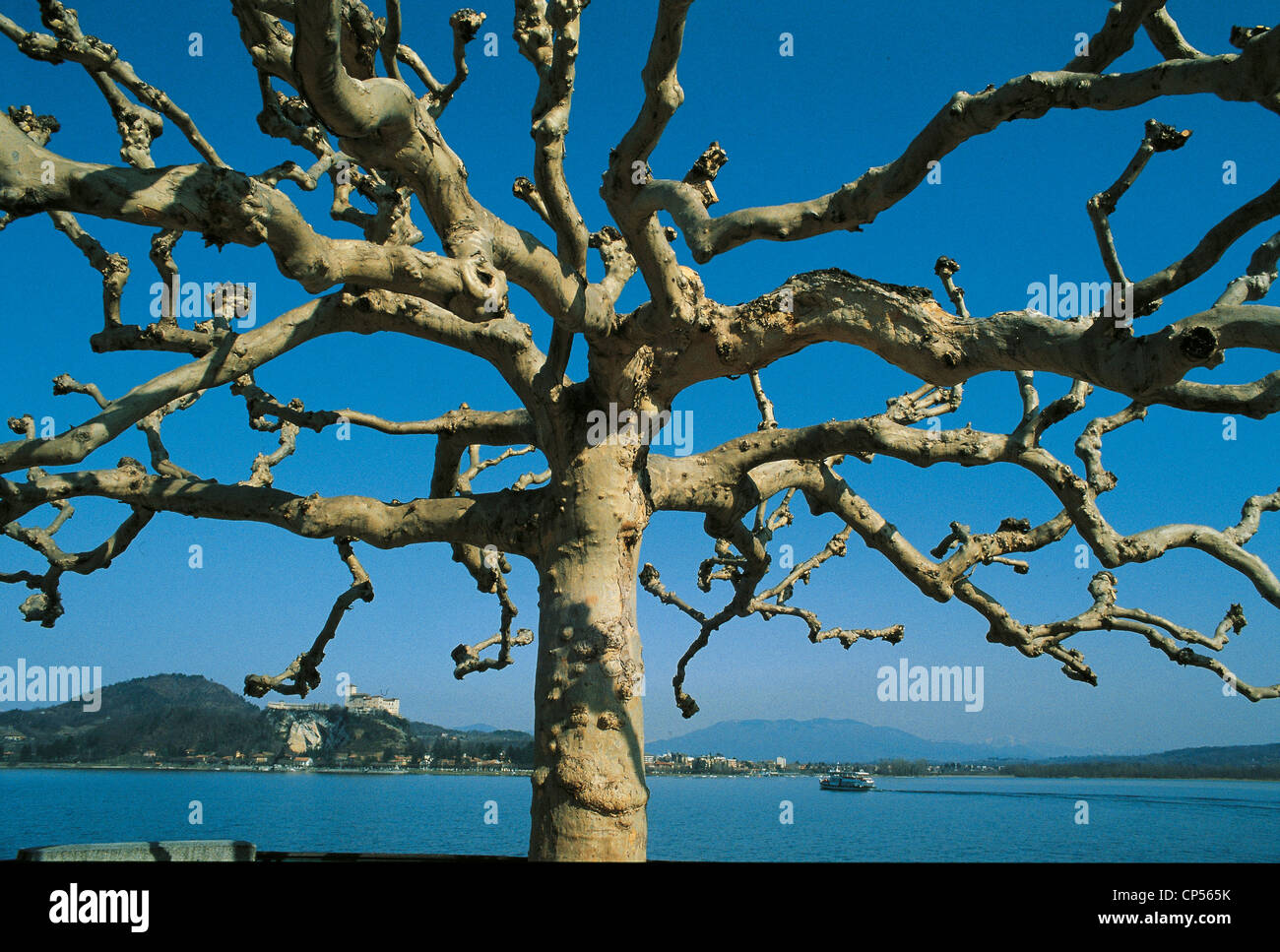 Piemonte - Lago Maggiore - Arona (No), tree on the lakeside Stock Photo ...