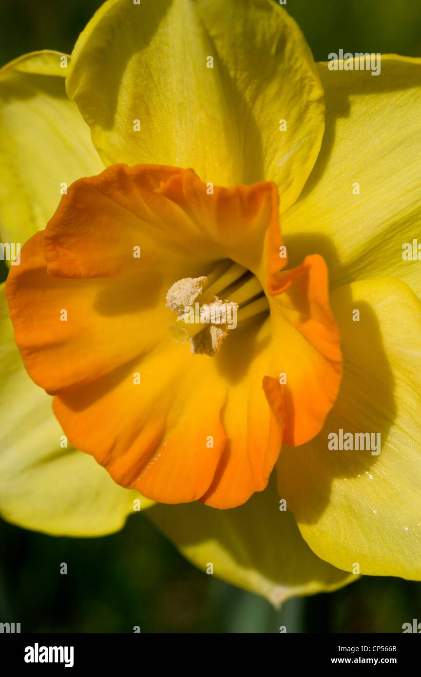 Orange yellow long cup daffodil hi-res stock photography and images - Alamy