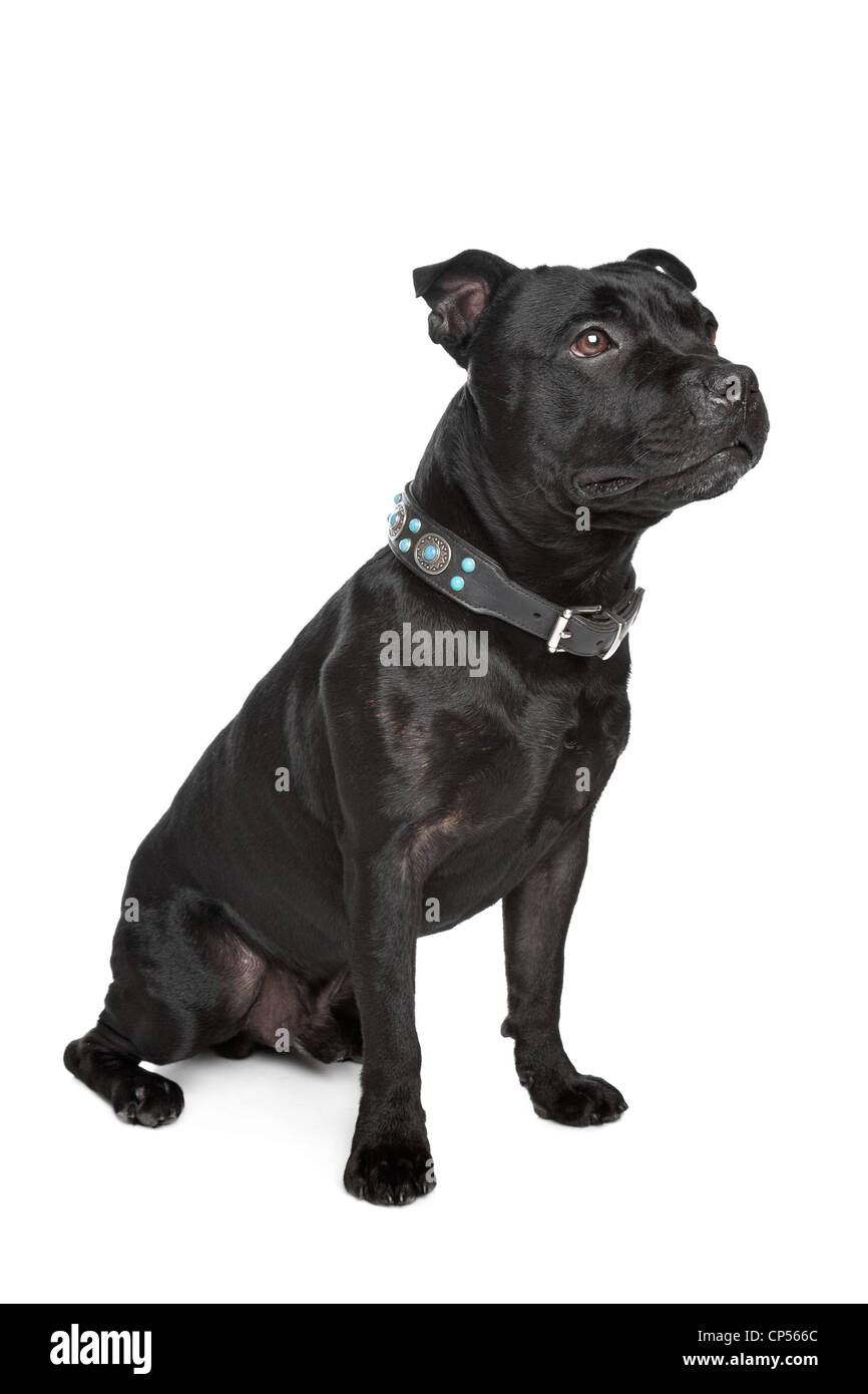 Muscular staffy hi-res stock photography and images - Alamy