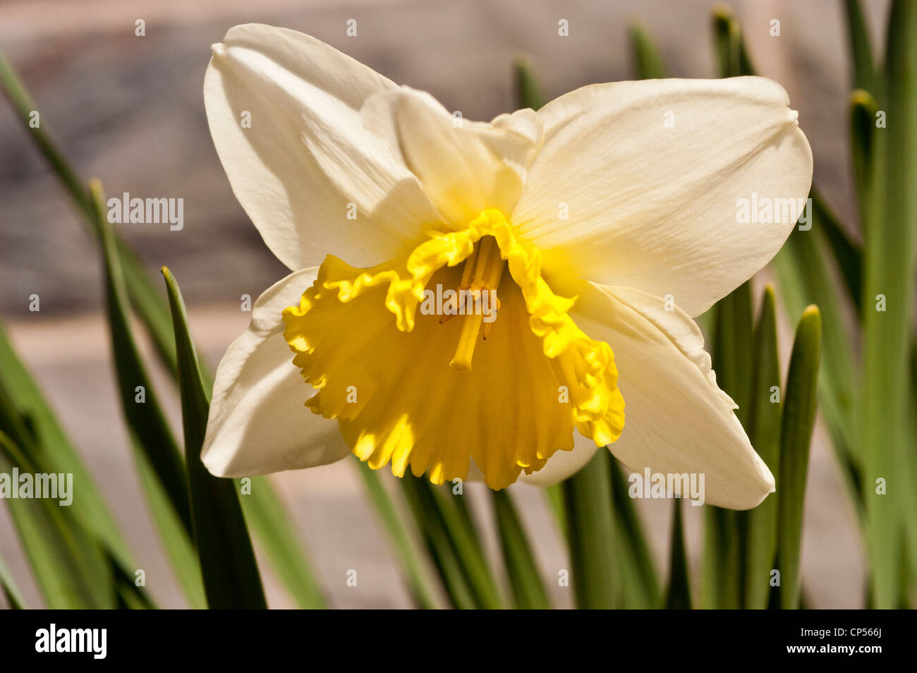 One One white yellow Long Cup Daffodil close up Stock Photo - Alamy