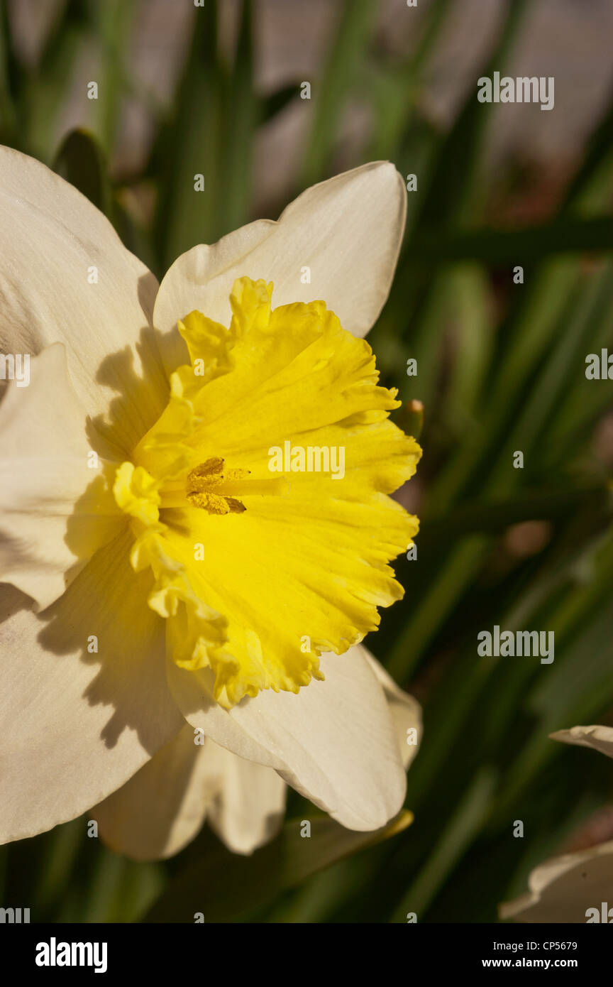 One One white yellow Long Cup Daffodil close up Stock Photo - Alamy