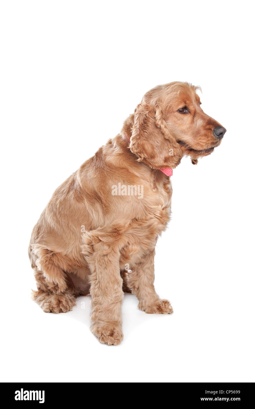 Brown cocker spaniel dog in front of a white background Stock Photo - Alamy
