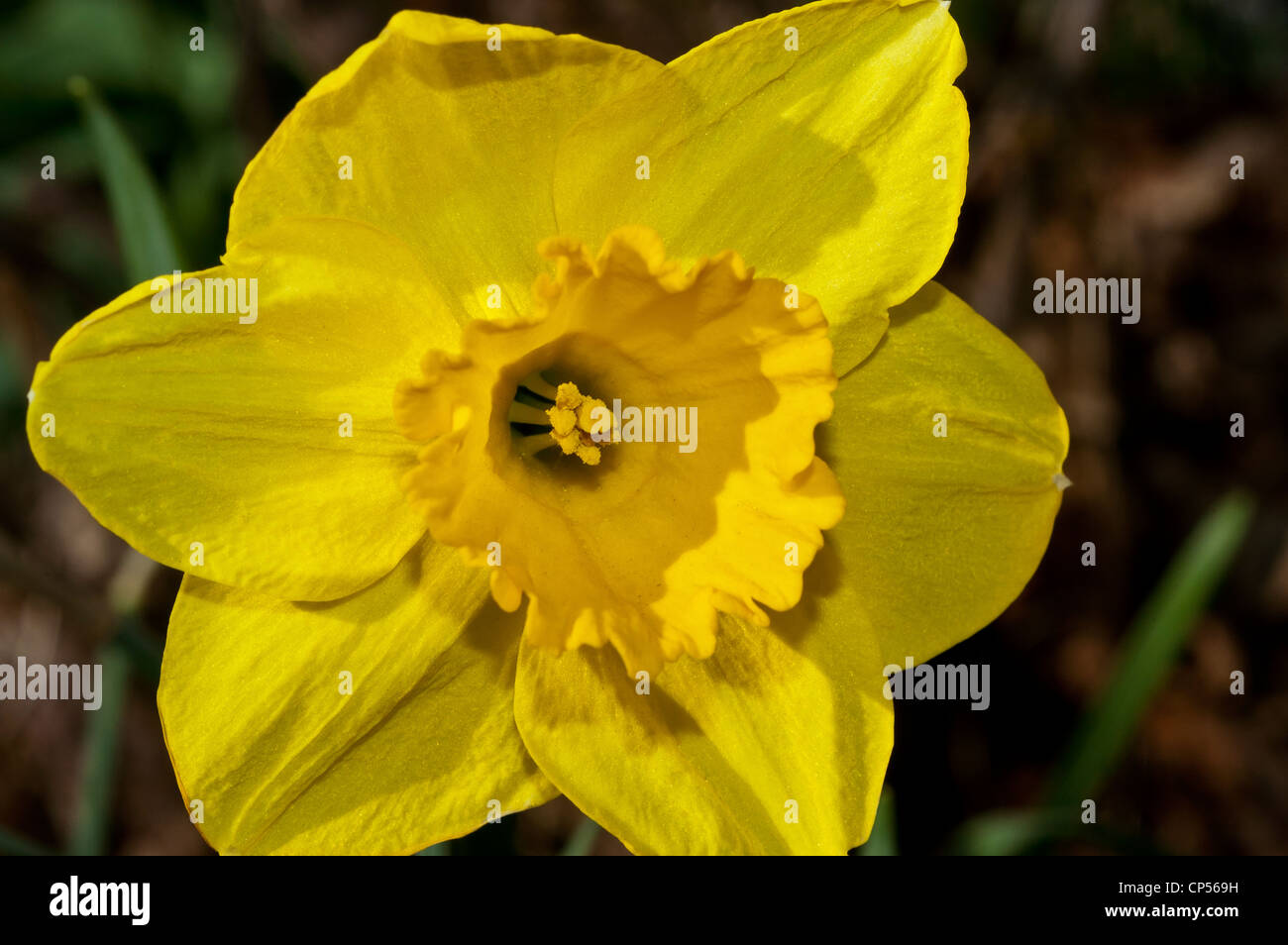 One yellow long cup daffodil close up Stock Photo - Alamy