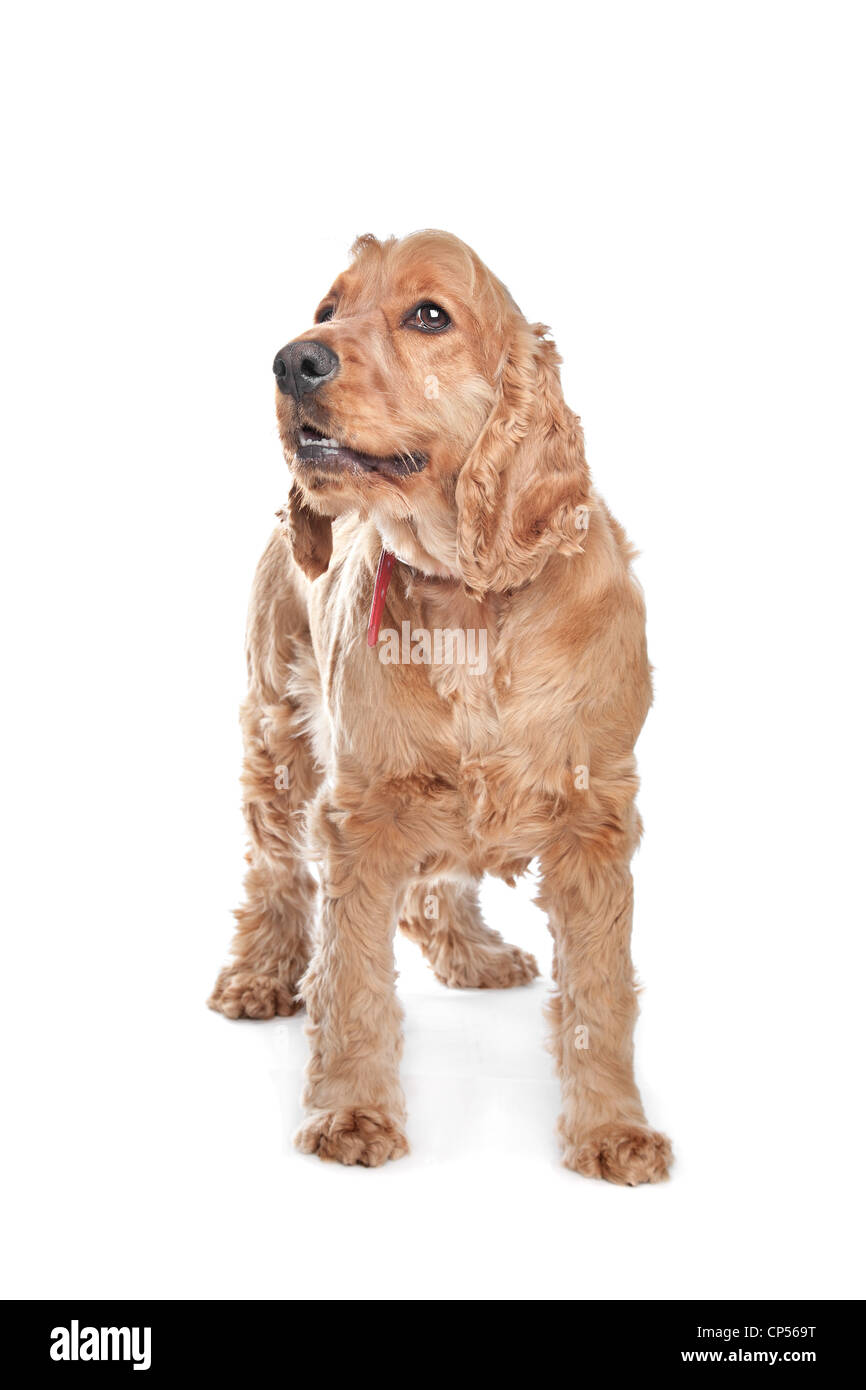 Brown cocker spaniel dog in front of a white background Stock Photo - Alamy