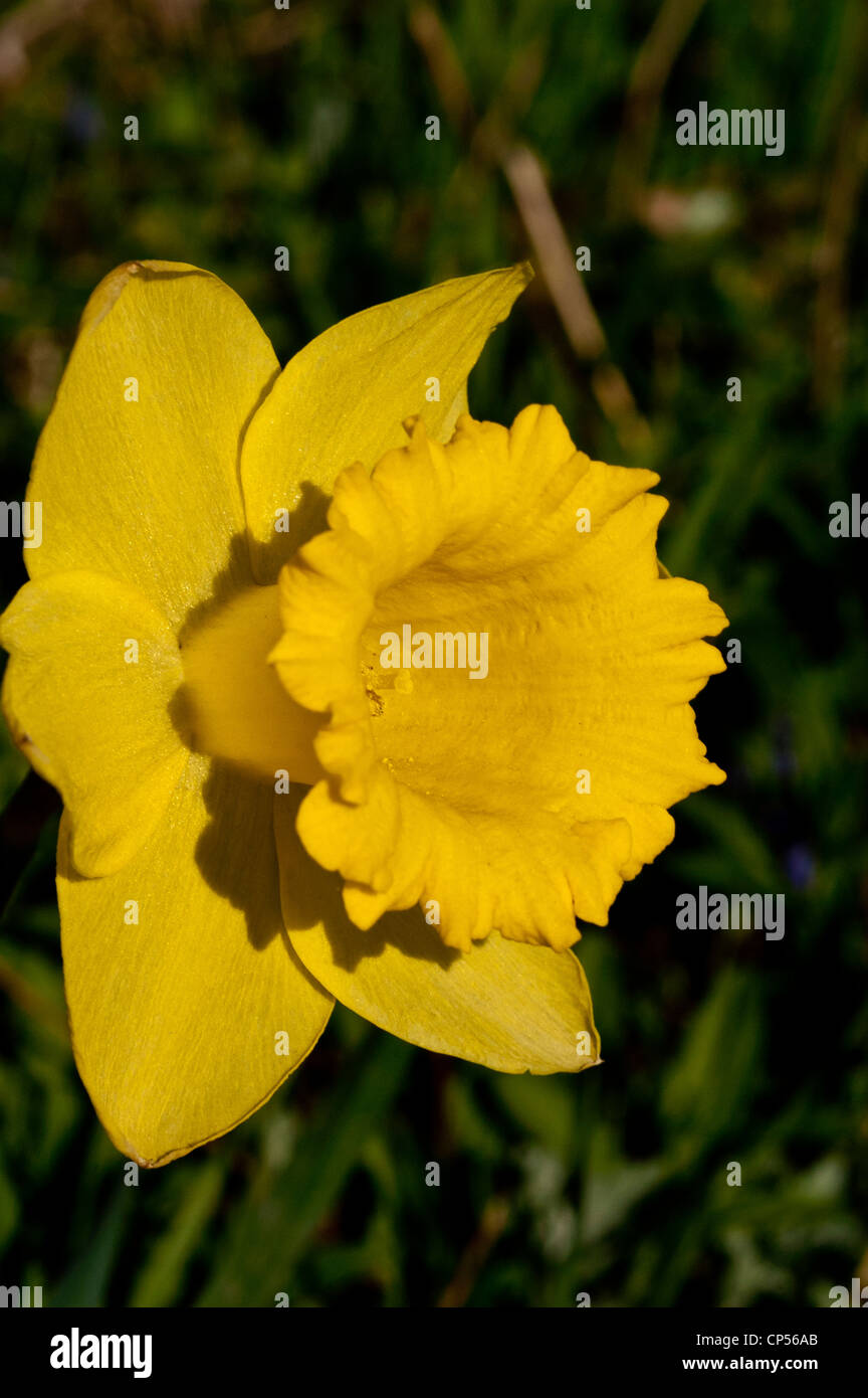 One yellow Trumpet daffodil close up Stock Photo - Alamy