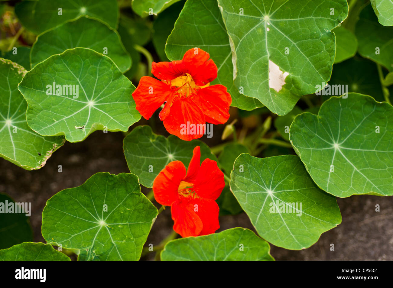 Red flowers of Garden Nasturtium, Indian cress, monks cress, Tropaeolum ...