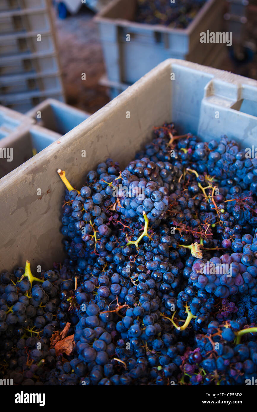 Pais grape hi-res stock photography and images - Alamy