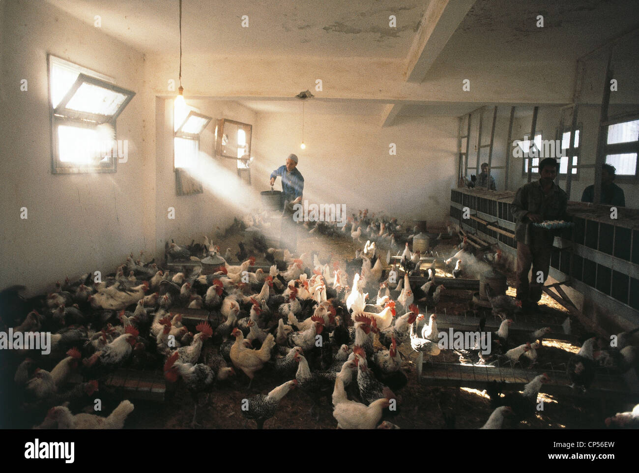 EGYPT WESTERN SAHARA Dakhla chicken flocks Stock Photo - Alamy