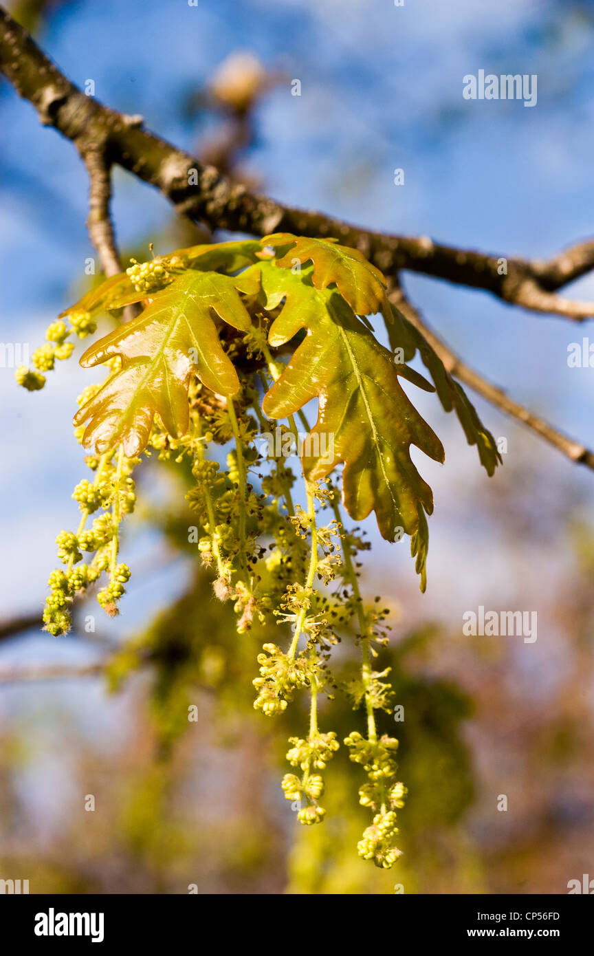 Young foliage and flowers of Northern red oak, Quercus rubra, Fagaceae ...