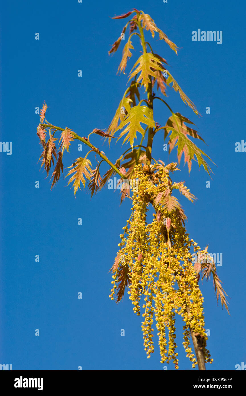 Young foliage and flowers of Northern red oak, Quercus rubra, Fagaceae ...