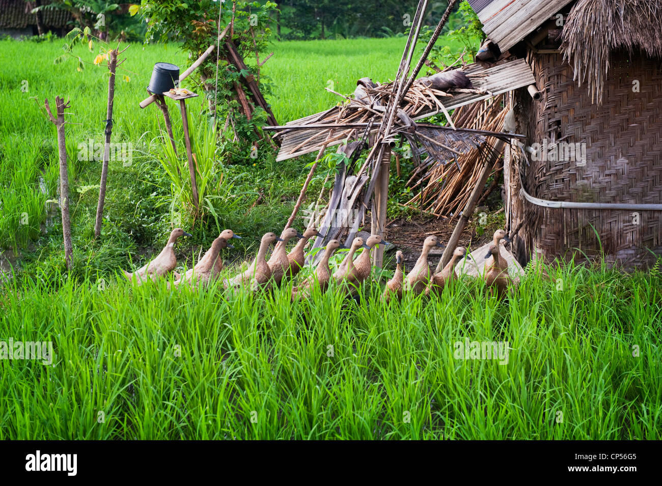 Paddy ecosystem hi-res stock photography and images - Alamy