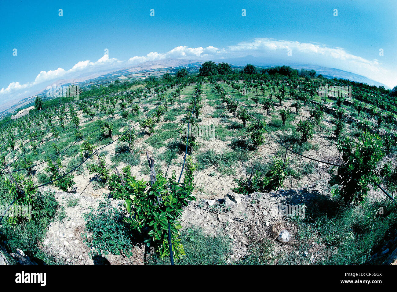 Sicily Adrano Citrus Stock Photo - Alamy
