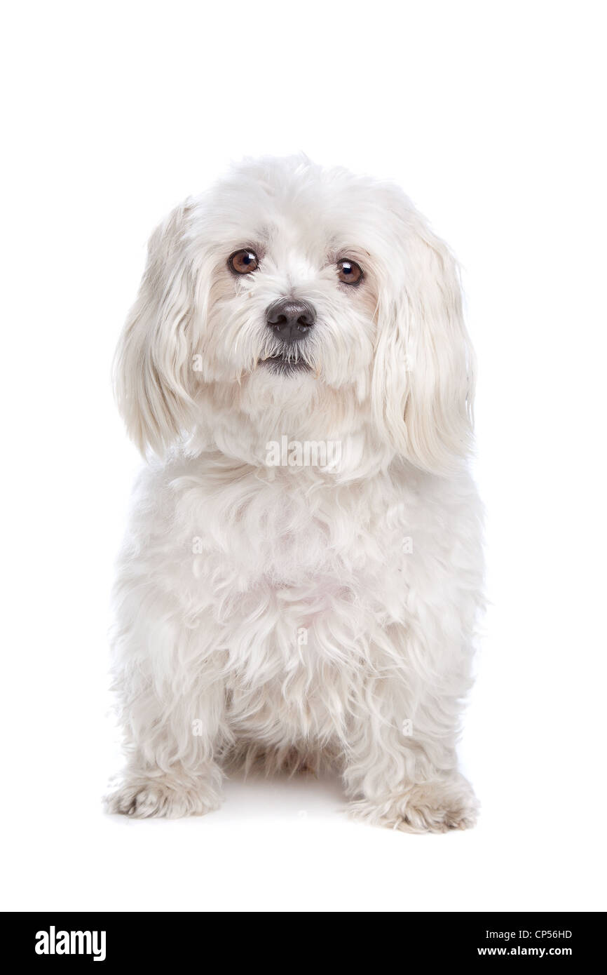 Adorable fluffy maltese dog Cut Out Stock Images & Pictures - Alamy