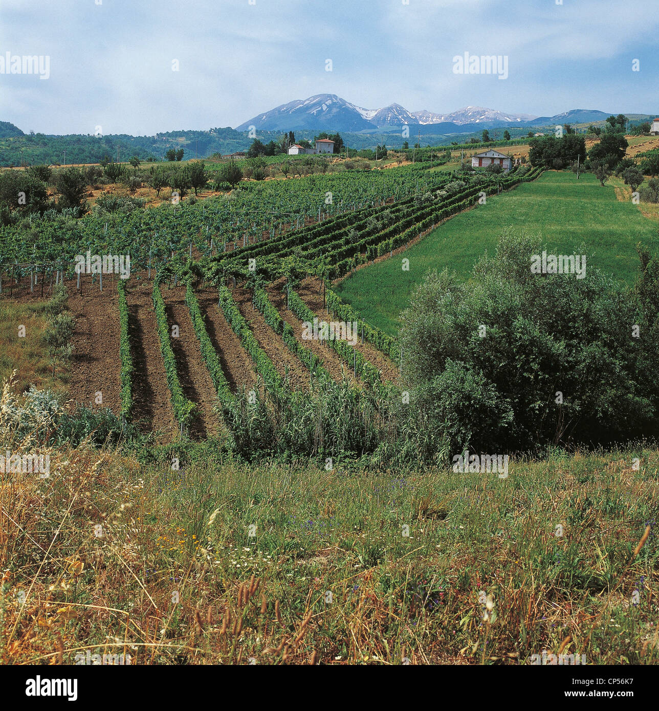 ABRUZZO VINEYARDS AT Lettomanoppello Stock Photo - Alamy