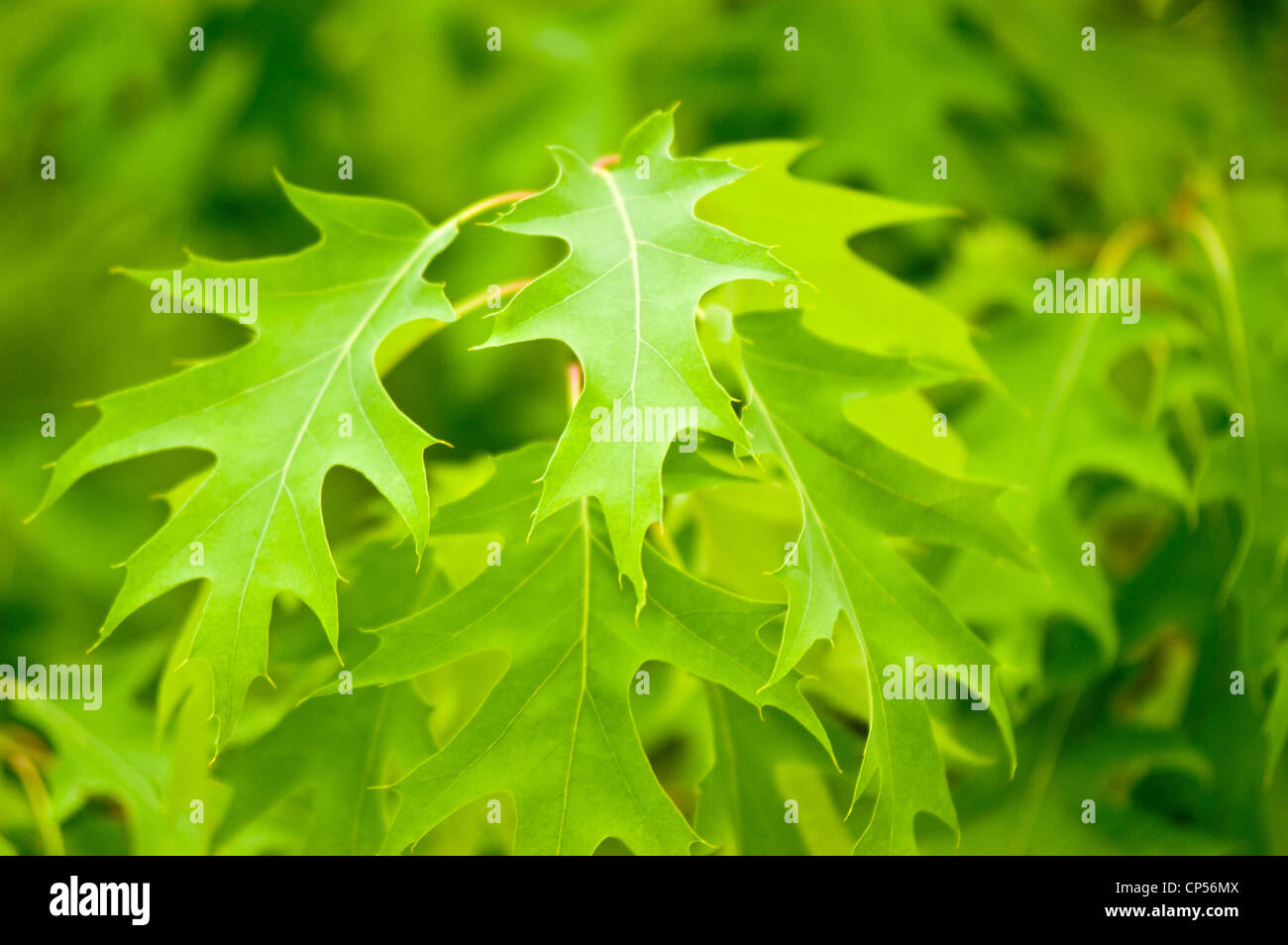 Quercus palustris oak hi-res stock photography and images - Alamy