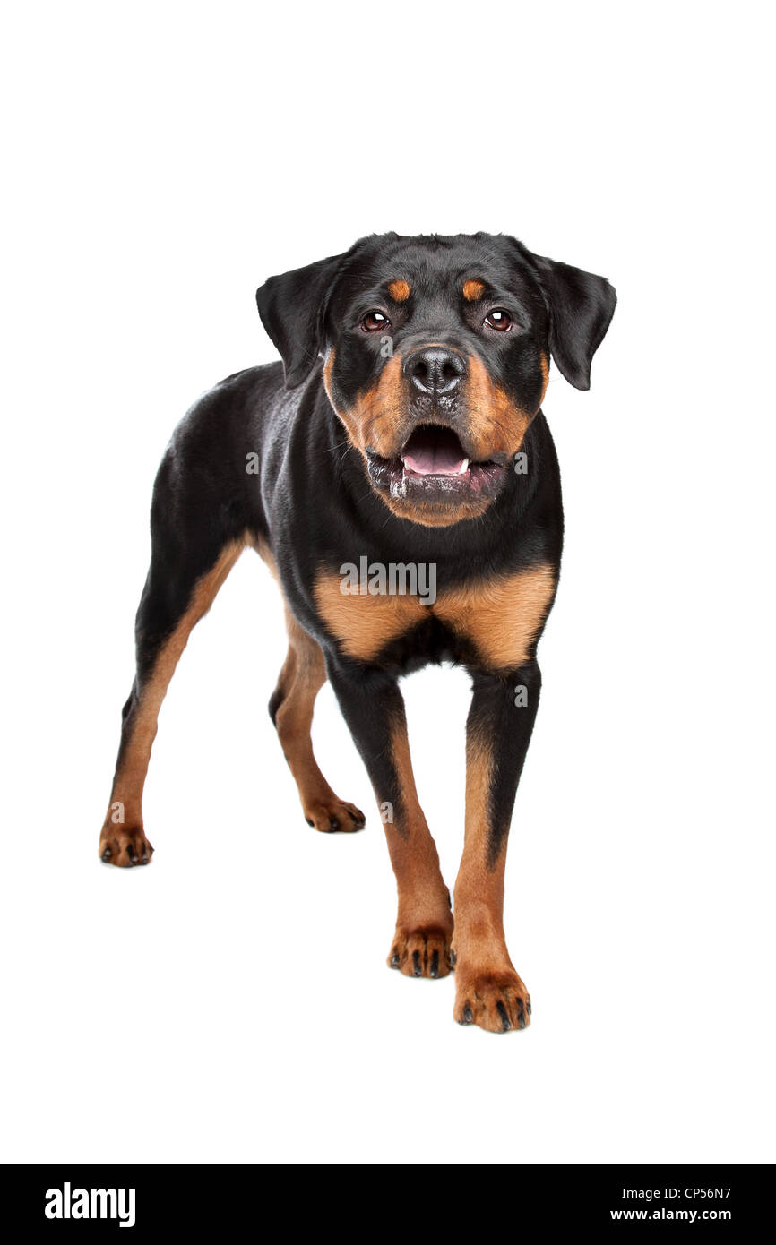 Rottweiler standing hi-res stock photography and images - Alamy