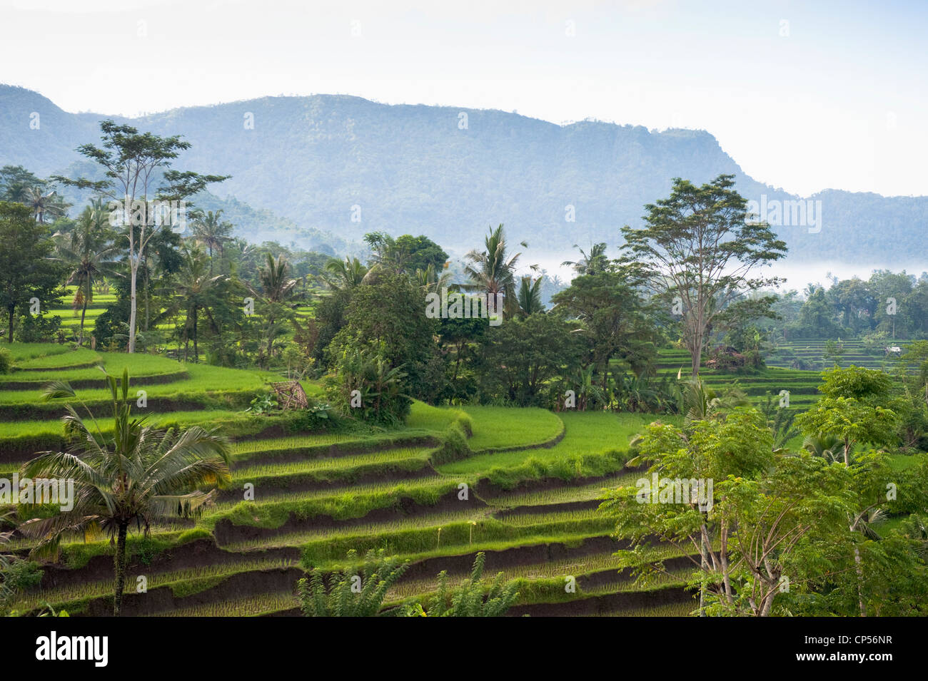 Sidemen rice terrace hi-res stock photography and images - Alamy