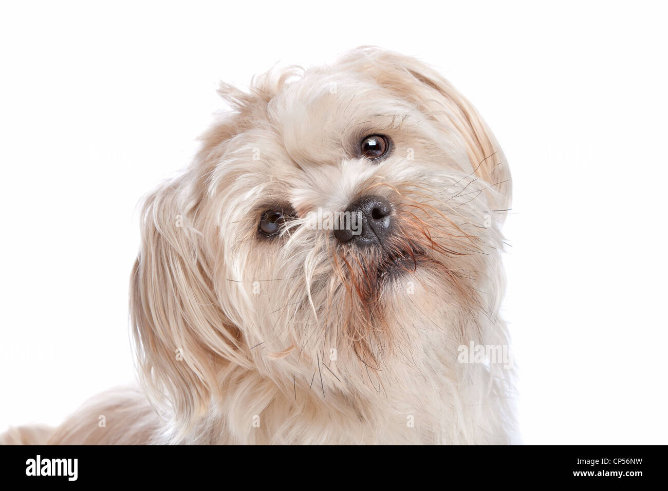 Boomer dog in front of a white background Stock Photo - Alamy