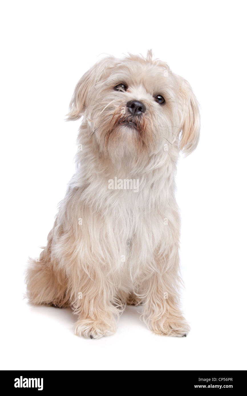 Boomer dog in front of a white background Stock Photo - Alamy