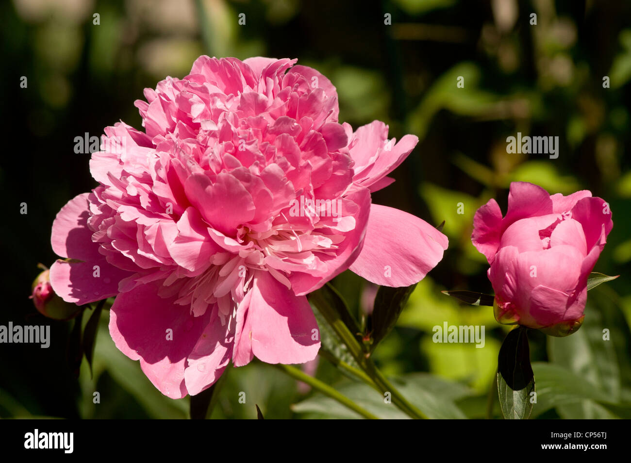 Two pink Peony flower close up with green background, from side Stock ...