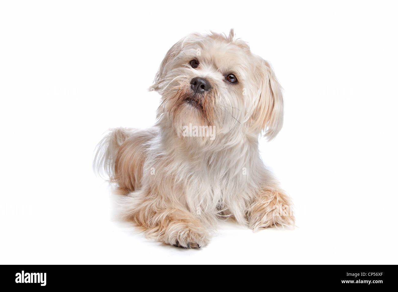Boomer dog in front of a white background Stock Photo - Alamy