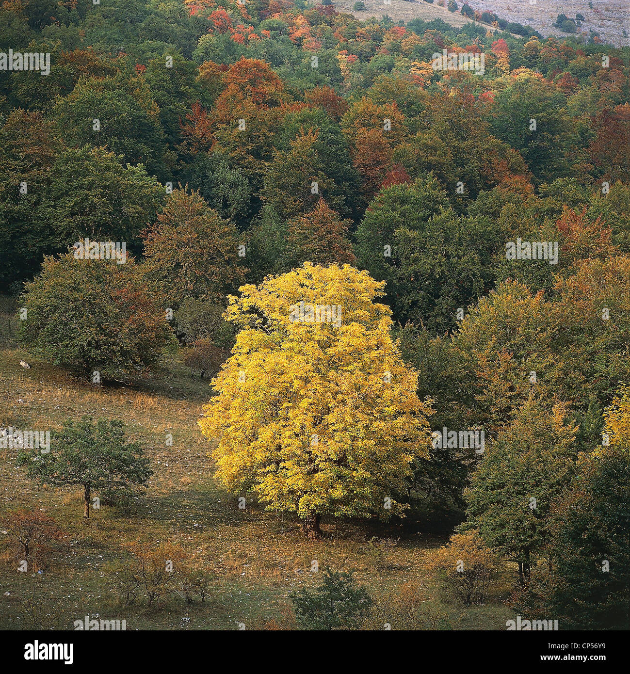 Botany - Aceraceae family - Sycamore Maple (Acer pseudoplatanus Stock ...