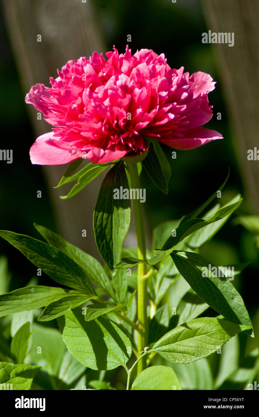 One pink Peony flower close up with green background, back side Stock ...