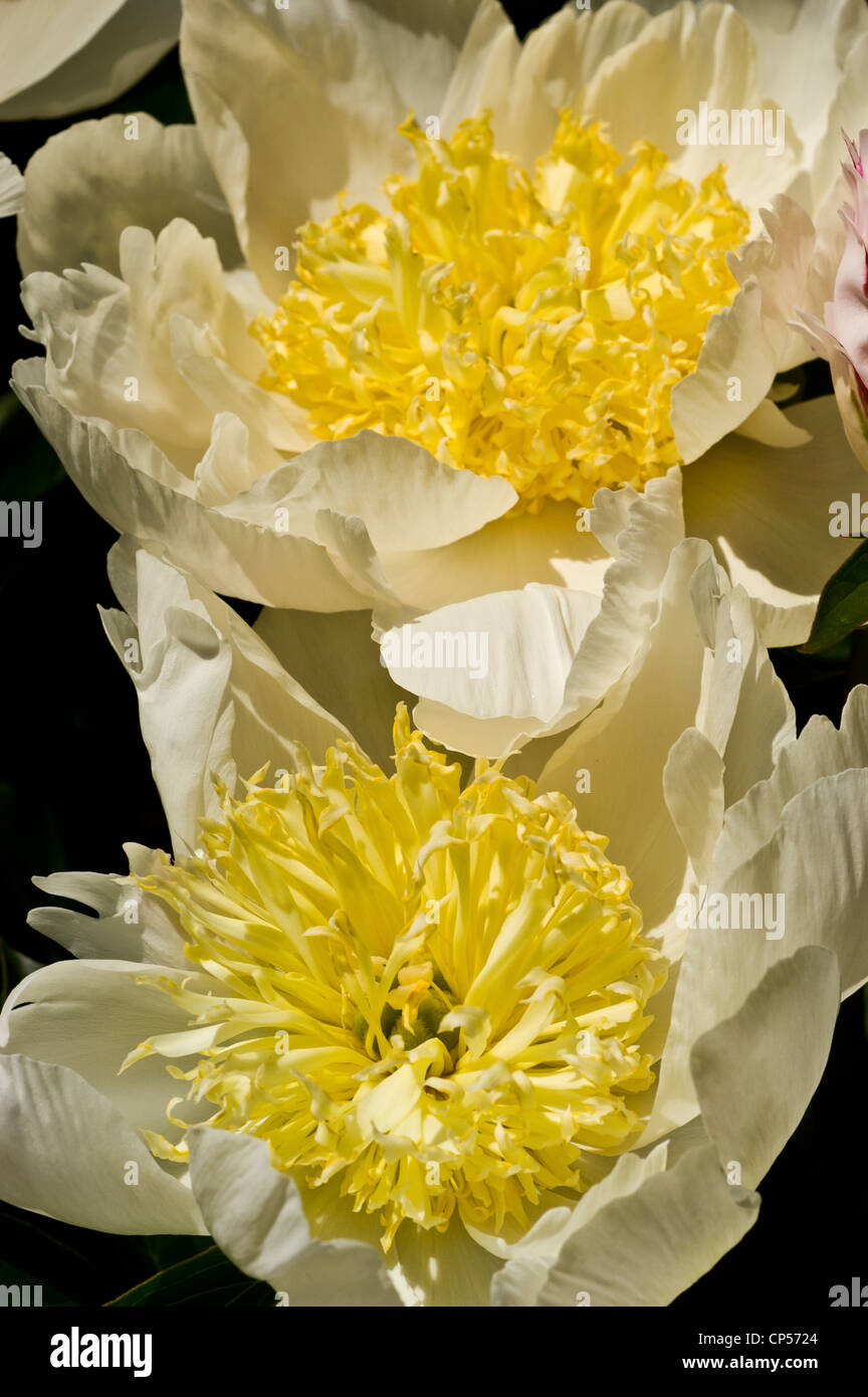 Two white yellow Peony flower close up Stock Photo - Alamy