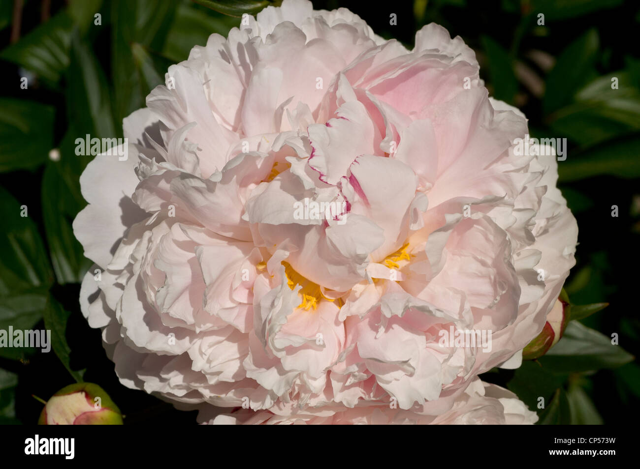 One white pink Peony flower close up Stock Photo - Alamy
