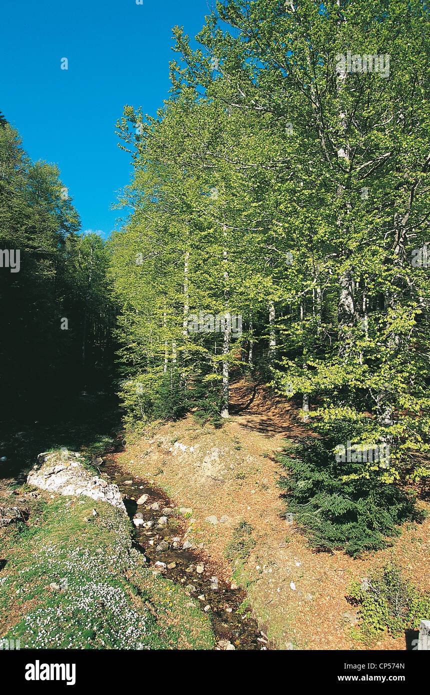 CALABRIA Calabria National Park (SILA) FOREST Gariglione Stock Photo ...