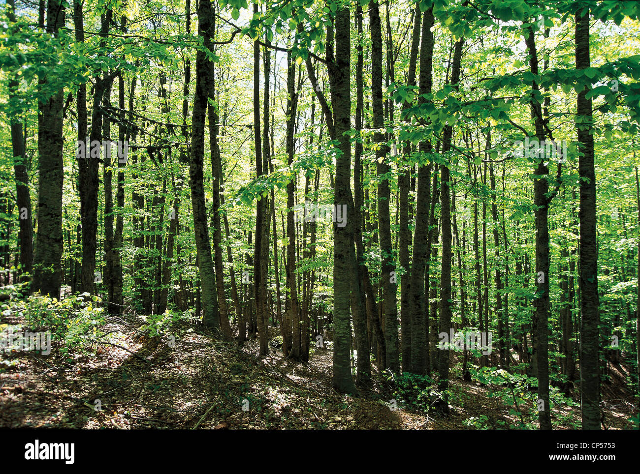 CALABRIA Calabria National Park (SILA) SILA FORESTS IN THE AREA OF ...