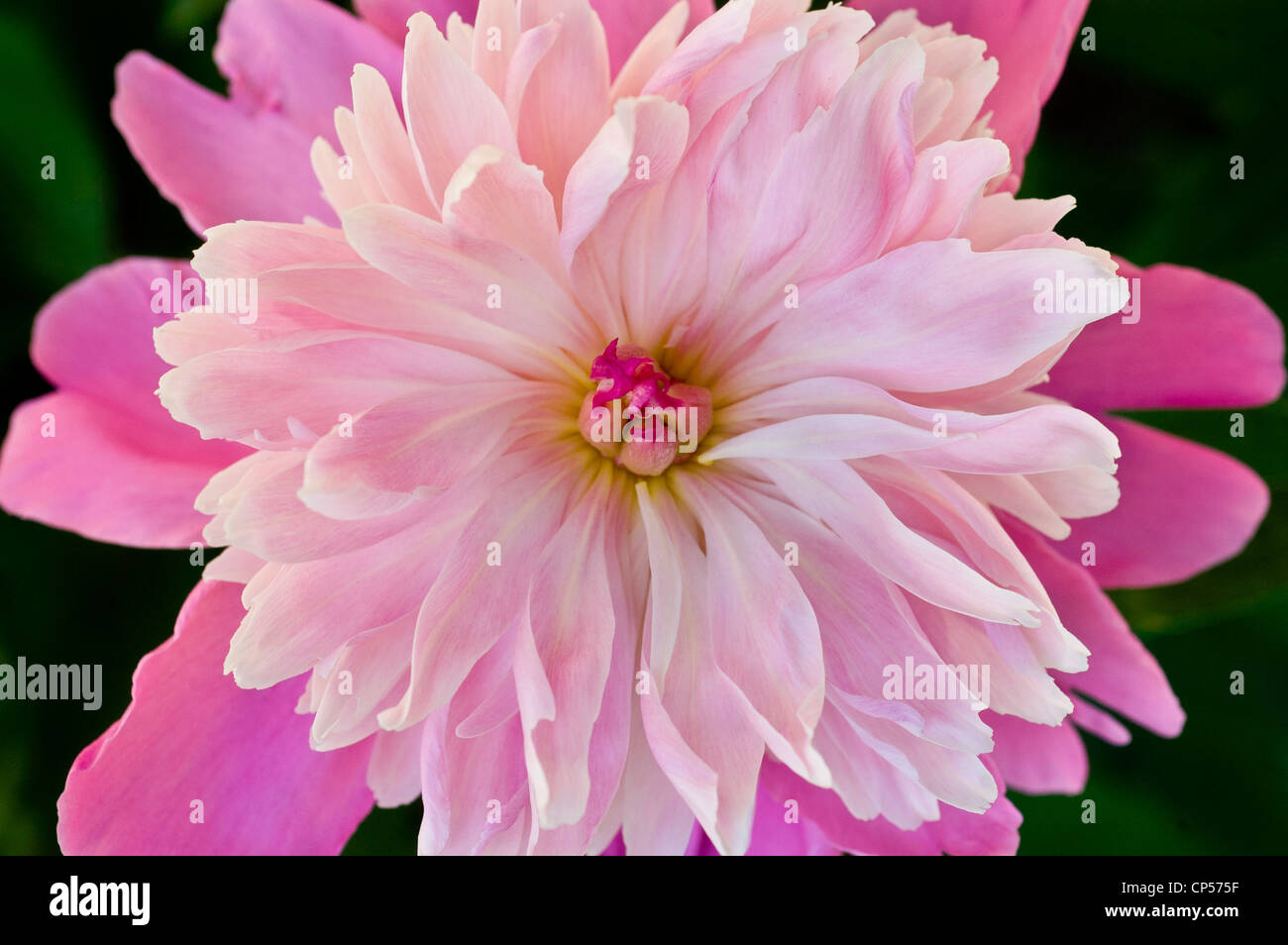 One pink double Peony flower close up Stock Photo - Alamy