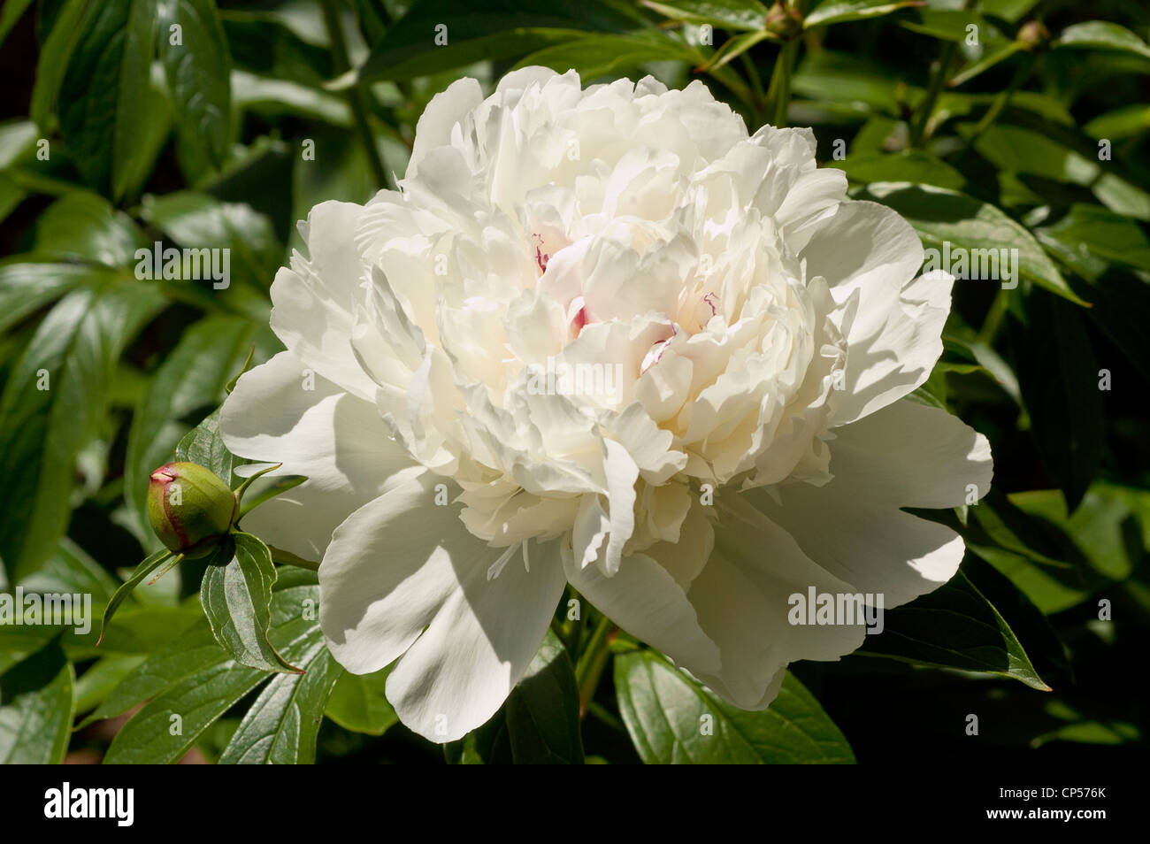 One white Peony flower close up Stock Photo - Alamy
