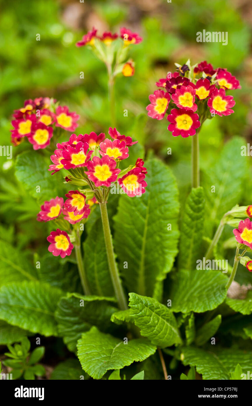 Red yellow primula flowers growing in the garden Stock Photo - Alamy