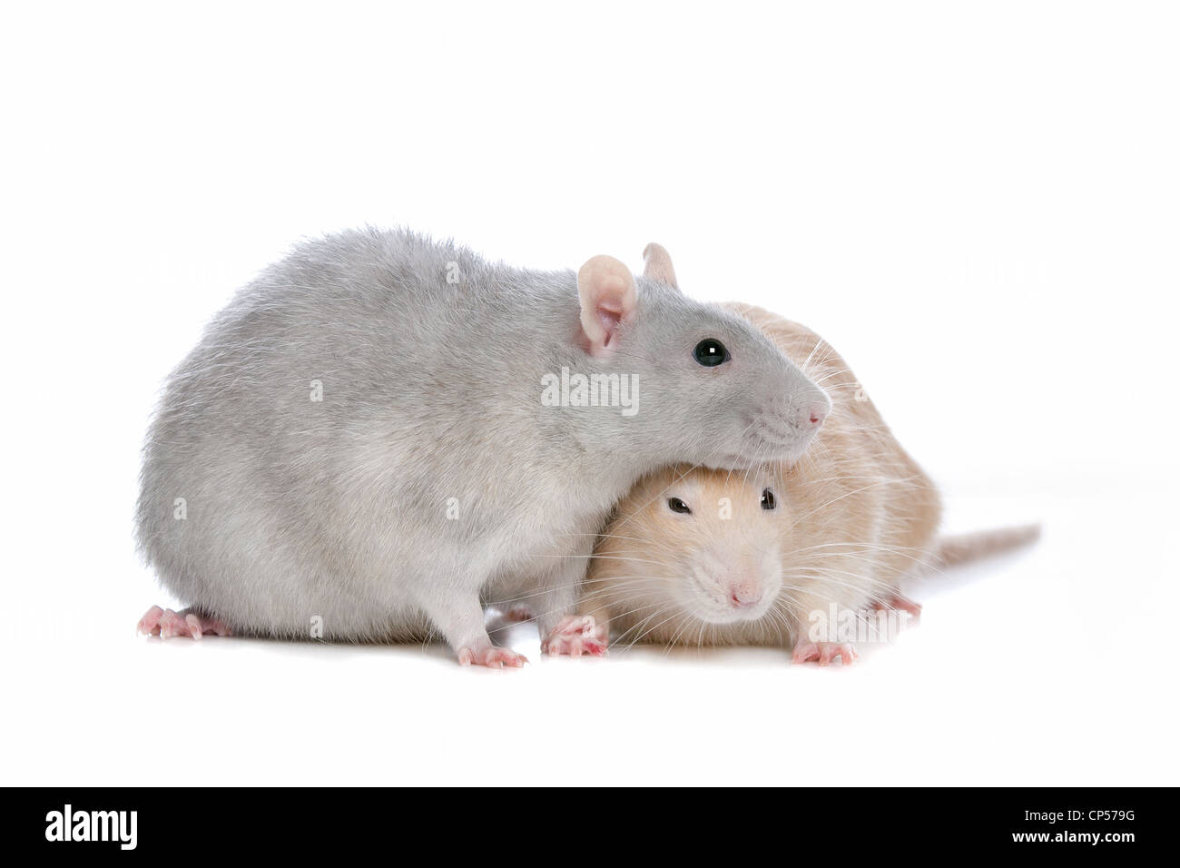 two rats in front of a white background Stock Photo - Alamy