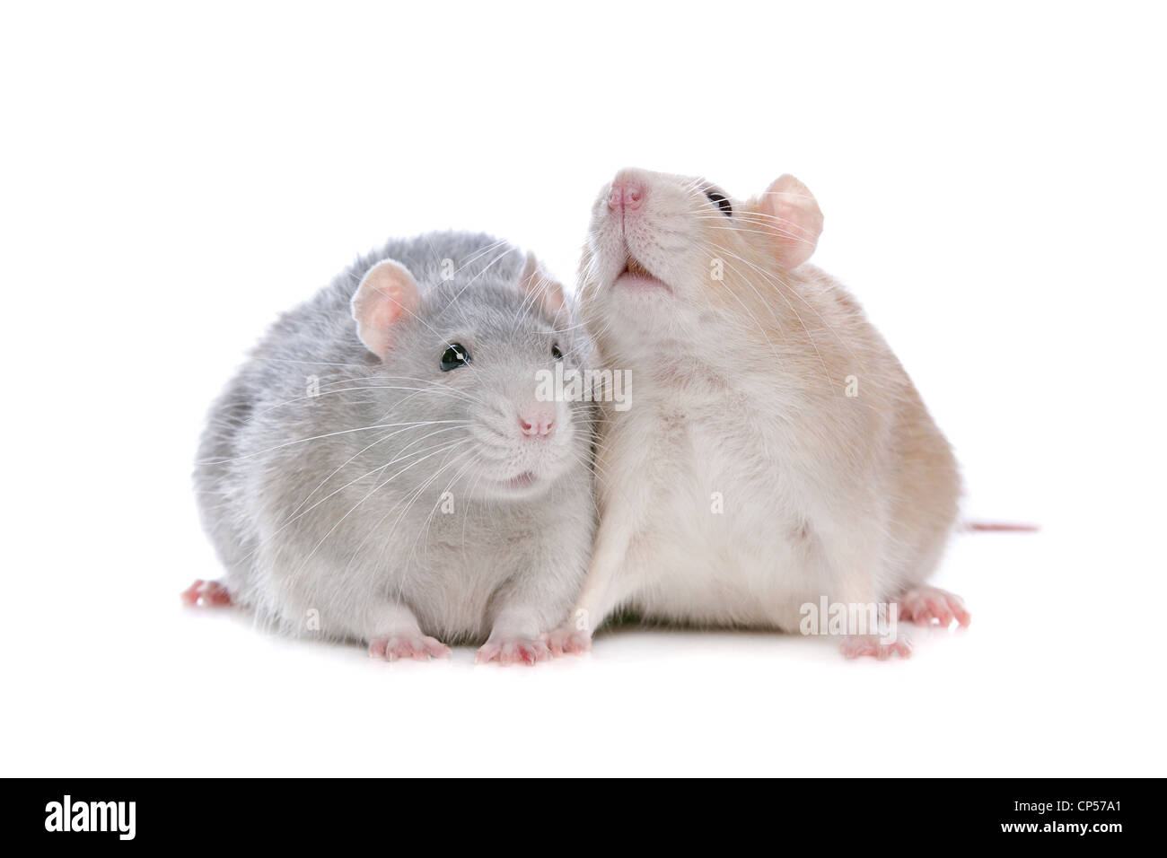 Rats hi-res stock photography and images - Alamy