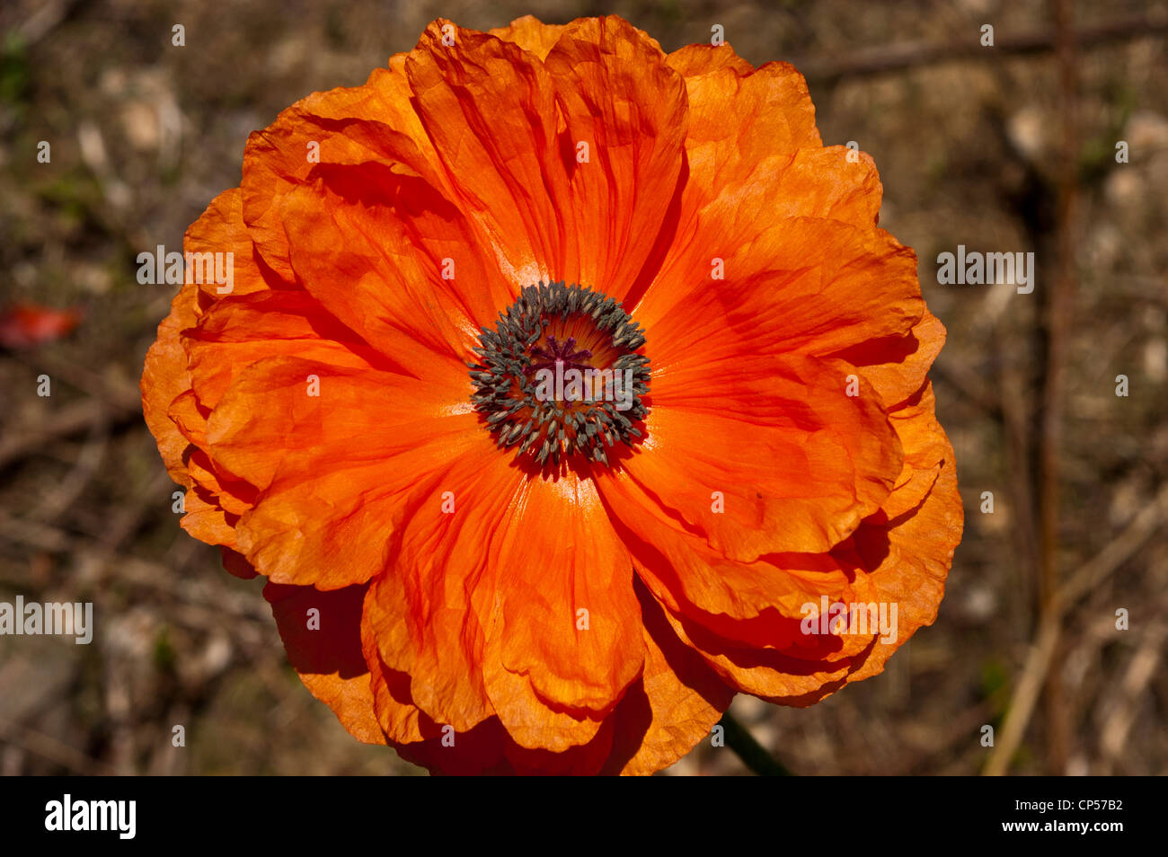One red flower close up of Papaver rhoeas Stock Photo - Alamy