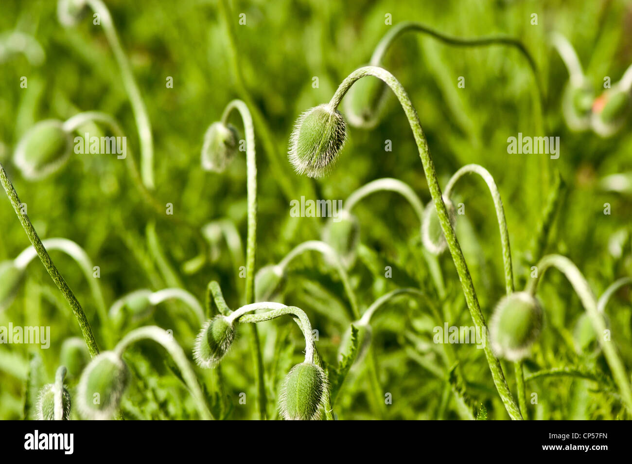 Many green buds of Corn Poppy, Papaver rhoeas Stock Photo - Alamy