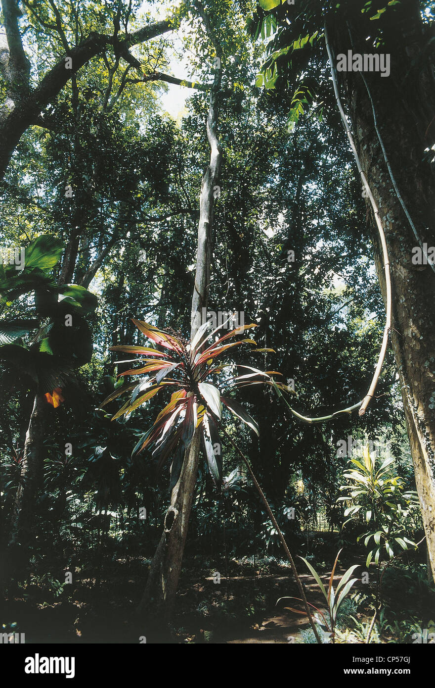 Sri Lanka - Kandy - Peradeniya Botanical Gardens. Tropical vegetation ...