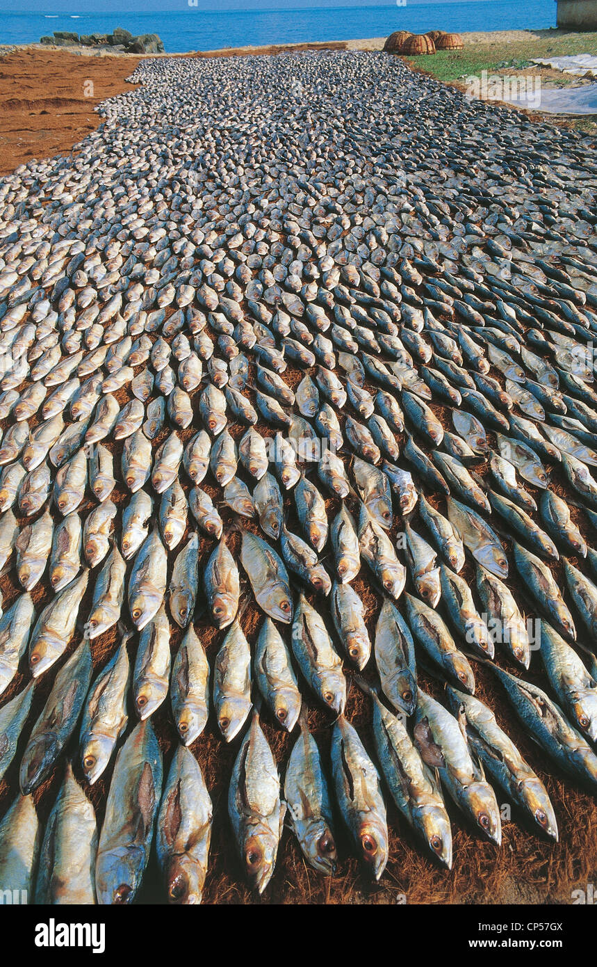 Sri Lanka - Negombo - Drying fish Stock Photo - Alamy