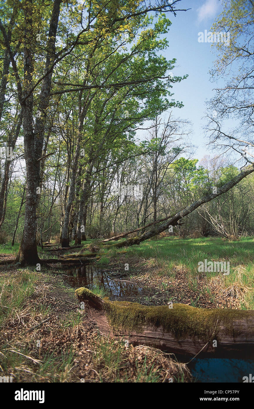 Lazio - Parco Nazionale del Circeo (Lt). Selva di Circe. Swimming pool ...
