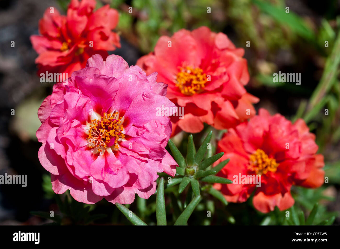 Red Portulaca Grandiflora