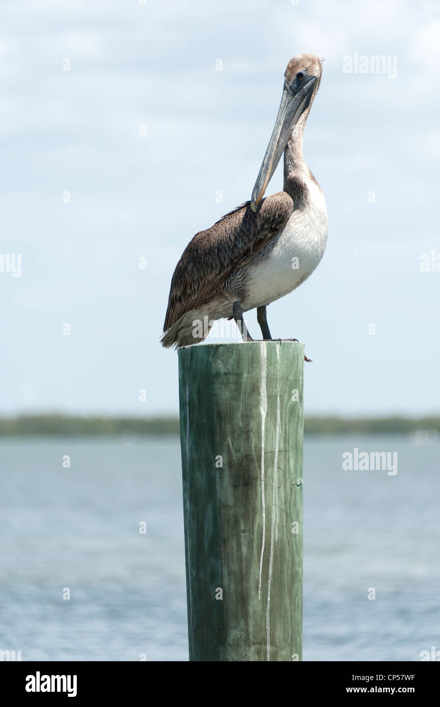 Foul birds hi-res stock photography and images - Alamy