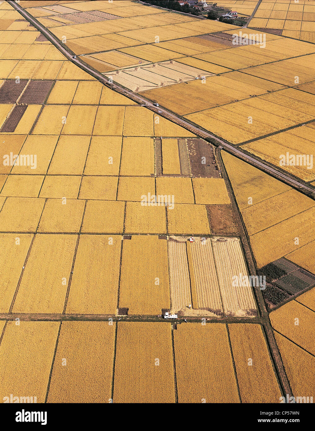 Natori MIYAGI JAPAN RICE FIELDS Stock Photo - Alamy