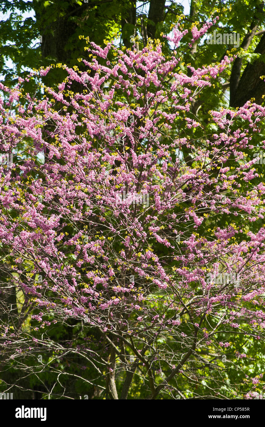 Pink violet flowers, buds of Eastern Red Bud, Eastern United States ...