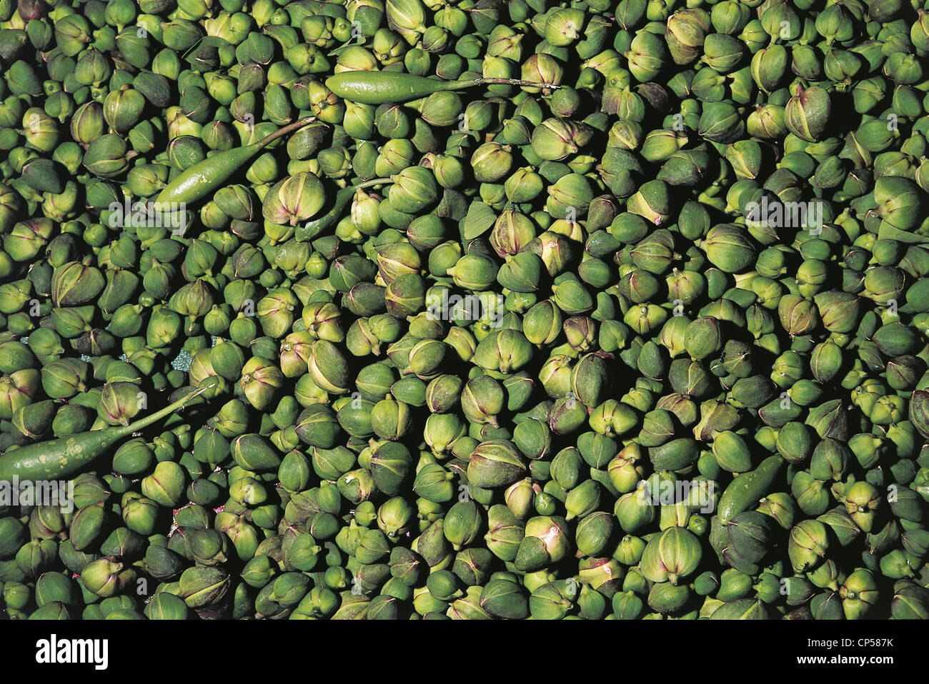 SICILY Aeolian Island of Salina POLLARI CAPERS CROPS Stock Photo - Alamy