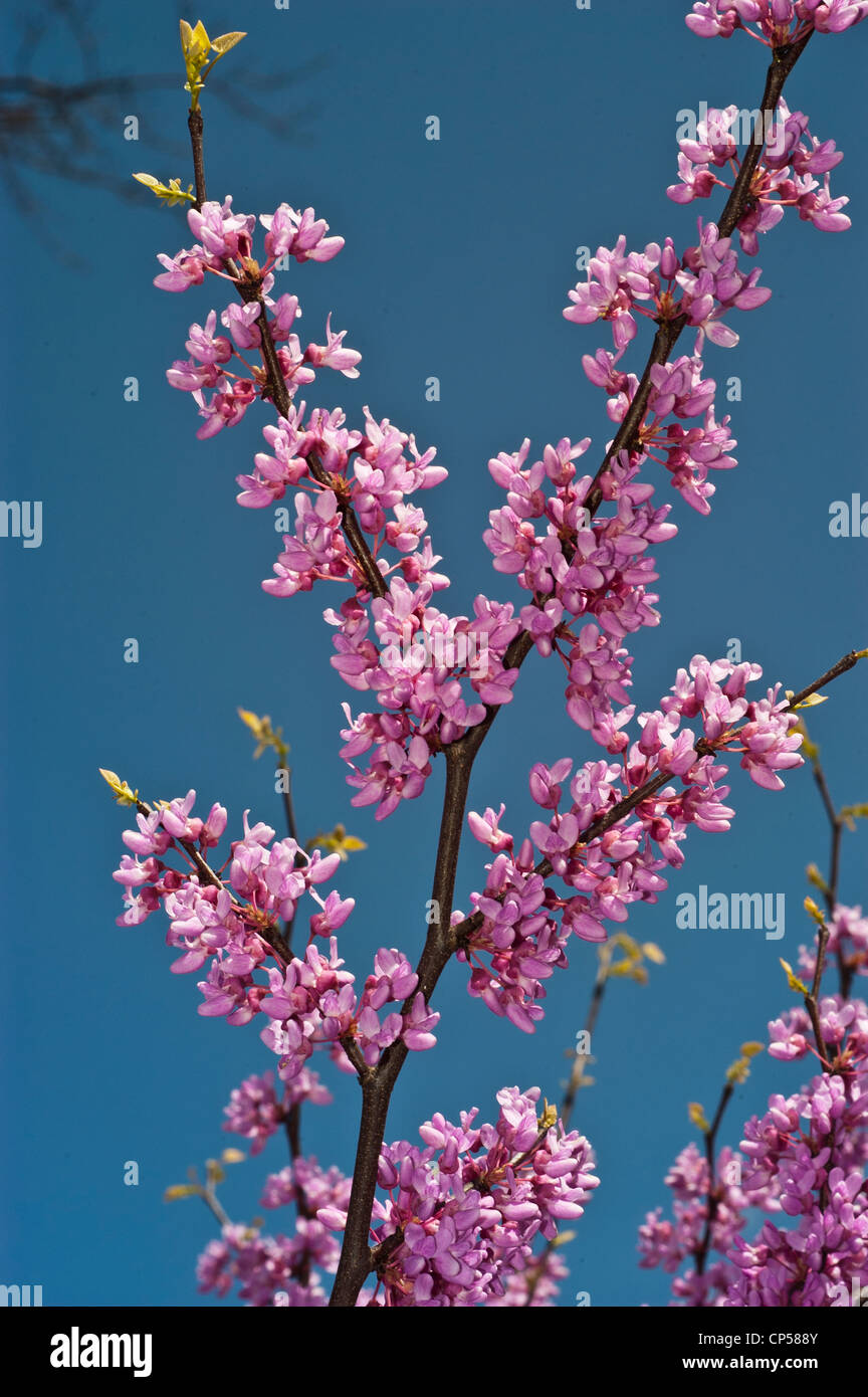 Pink violet flowers, buds of Eastern Red Bud, Eastern United States ...