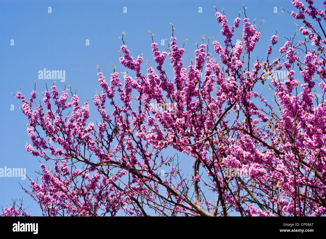 Pink violet flowers, buds of Eastern Red Bud, Eastern United States ...
